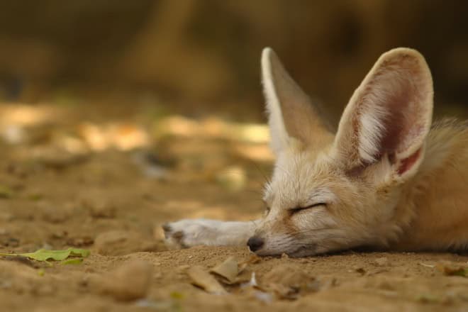 Cuteness is a curse for the adorable Fennec Fox - Green Prophet