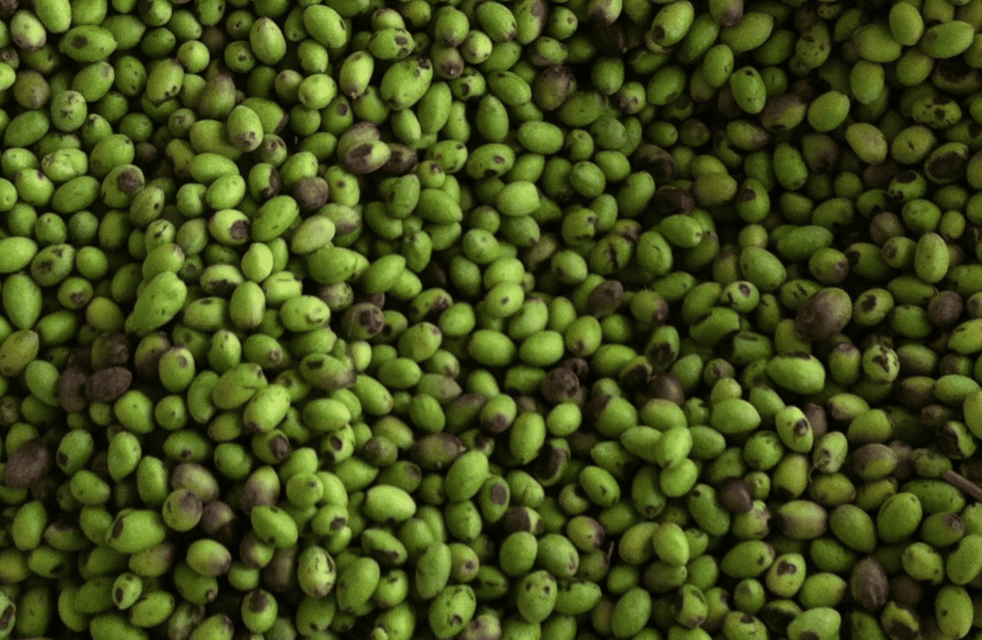 17 Olive Varieties & Types You Love To Eat - Green Prophet