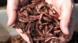 Compost in a half empty bucket and some tiger worms - Green Prophet