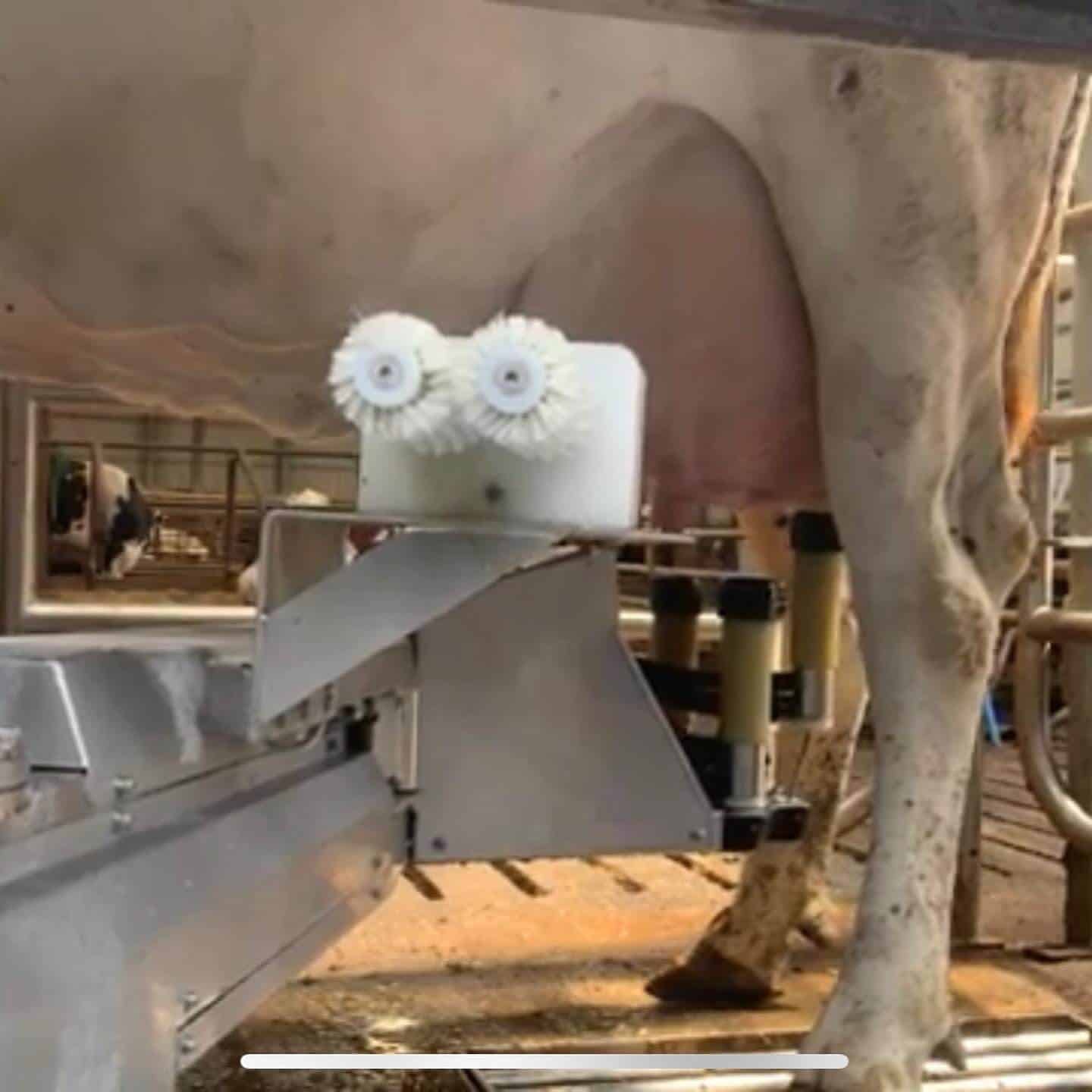 Cows in Winter ️ - Mawley Town Farm