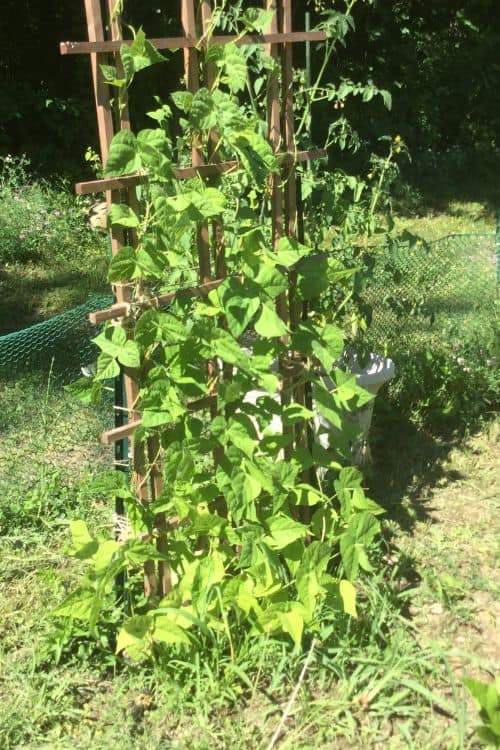 Italian Green Beans Recipe - Simple Italian Cooking