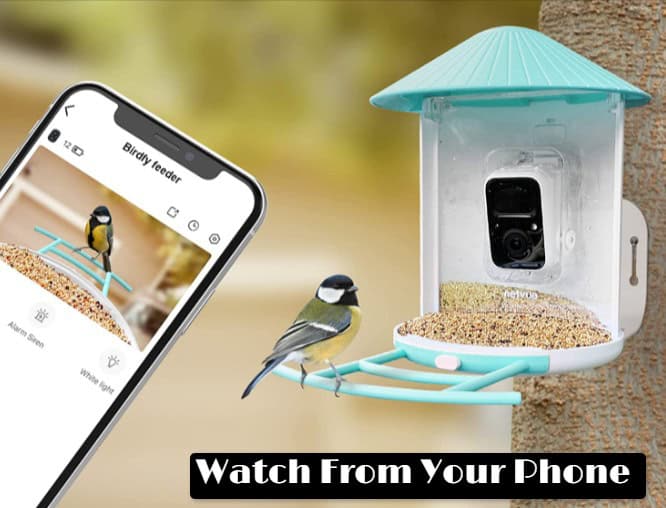 5 Best Solar Camera Bird Feeders: Ultimate Guide » 2023