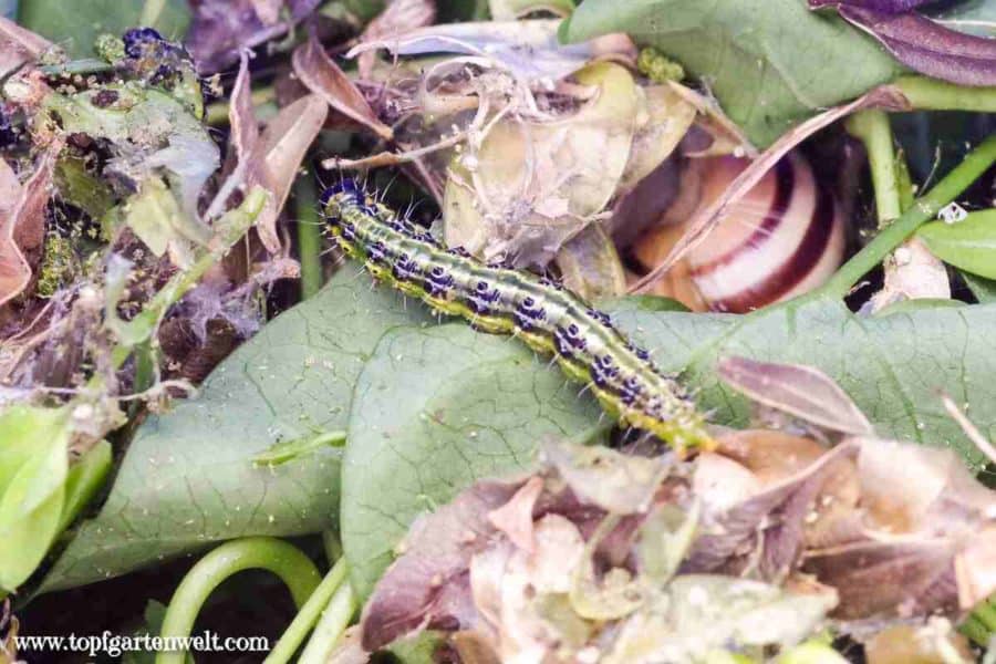 Buchsbaumzünsler bekämpfen: Gespinste im Buchsbaum - Topfgartenwelt