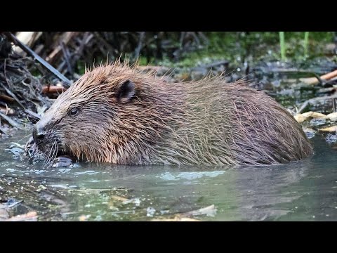 Ealing Wildlife Group