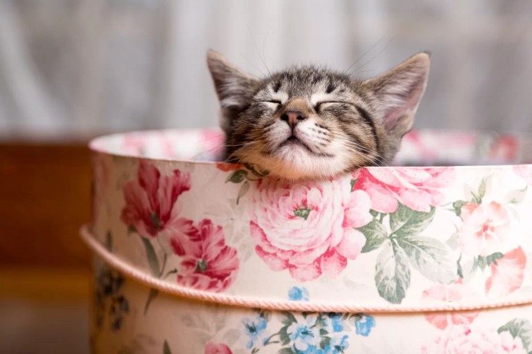 Great and Inexpensive Ideas for Your Self-Soothe Box - Keep It Tight ...