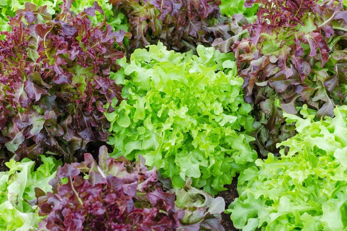 Batavia Lettuce is Your Must-Try New Vegetable