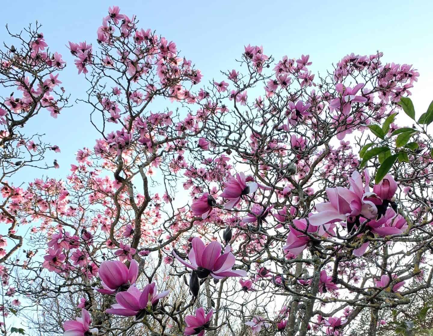 SF’s Magnificent "Peak" Magnolia Bloom is Here (2025)