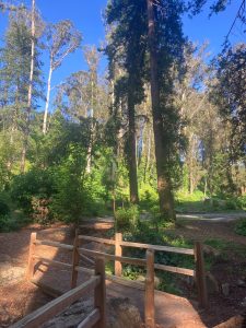 Spring Wildlife Nature Walk + Bird Count (Stern Grove)