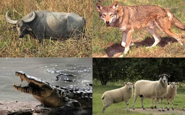 In Bangladesh, 31 species of wild animals have been on the verge of ...