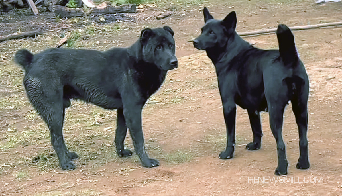 The News Mill – Latest News From Assam And Northeast India