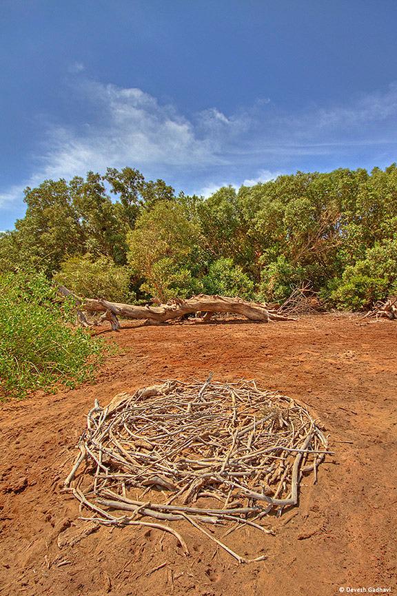 Guneri village in Kutch is now Gujarat's first 'Biodiversity Heritage Site'