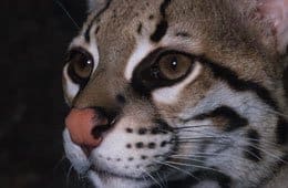 Ocelot