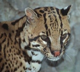 Ocelot