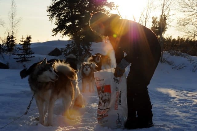 Feeding the Sled Dogs