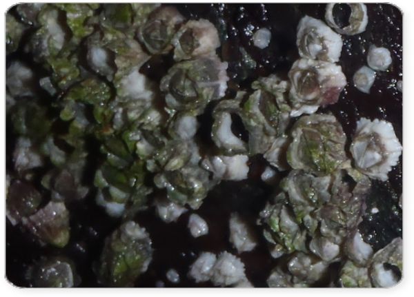 Crabs and Shellfish in Chesapeake Bay