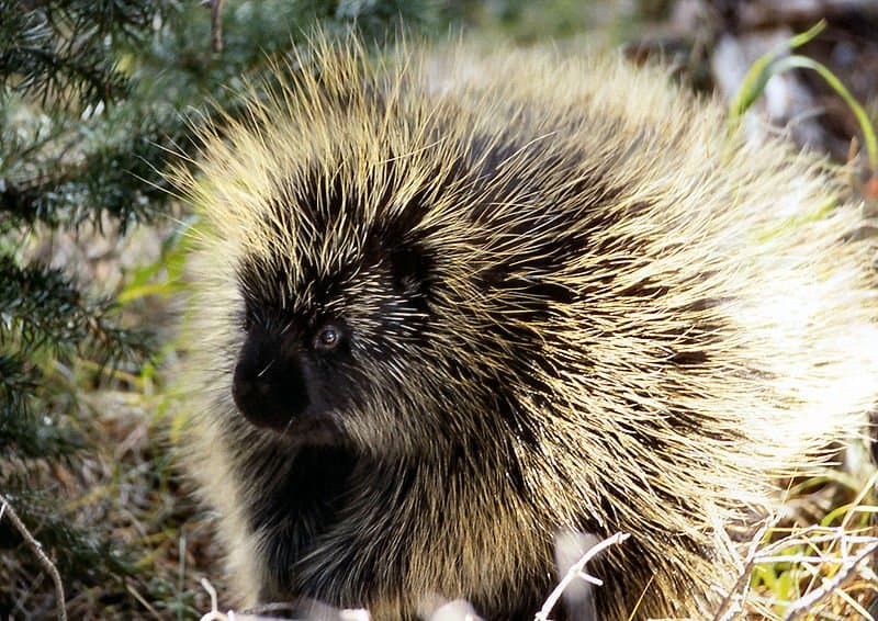 North American Porcupine