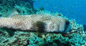 Porcupinefish