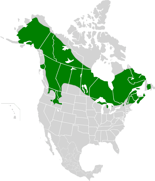 Spruce Grouse