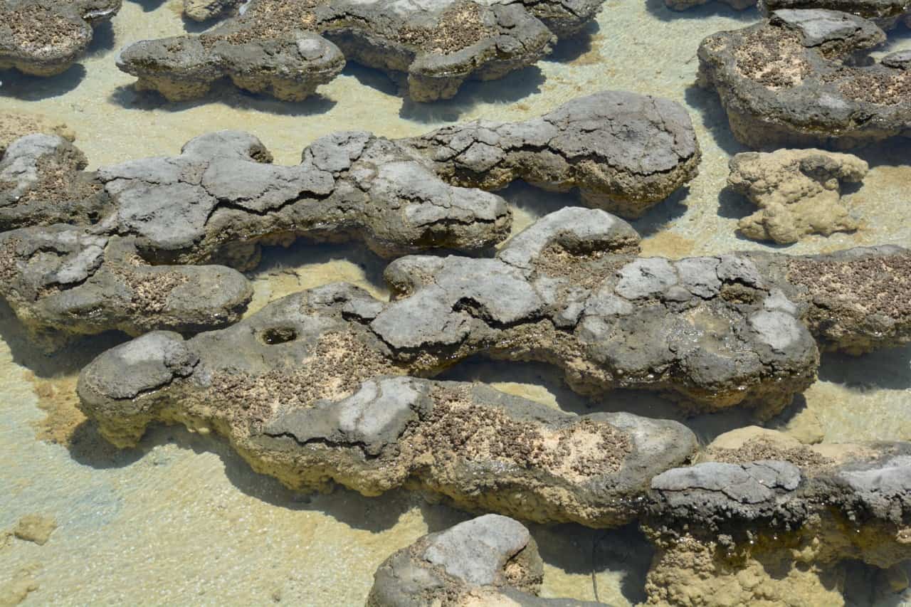Stromatolites: An ancient form of life