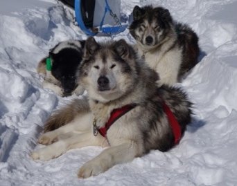 Dog of the Week: Bullet