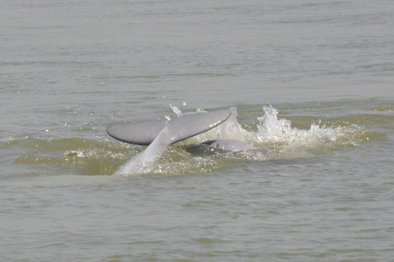 Irrawaddy River Dolphins and Endangered Animals