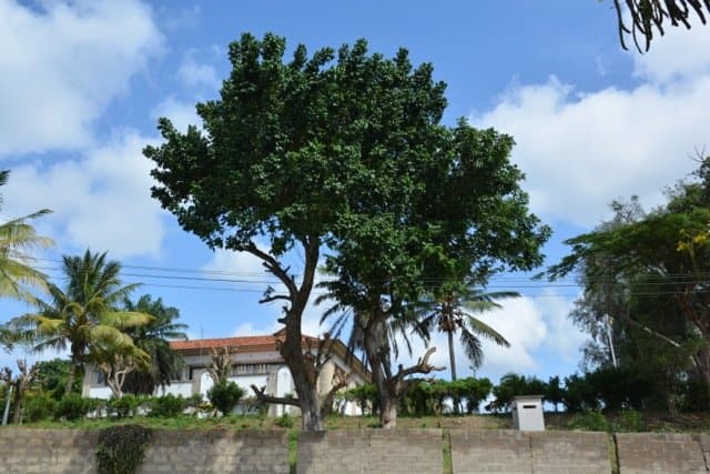 Mafura, Miombo and Mozambique