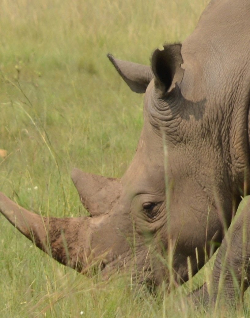 Black Rhinos: A Success Story in Namibia