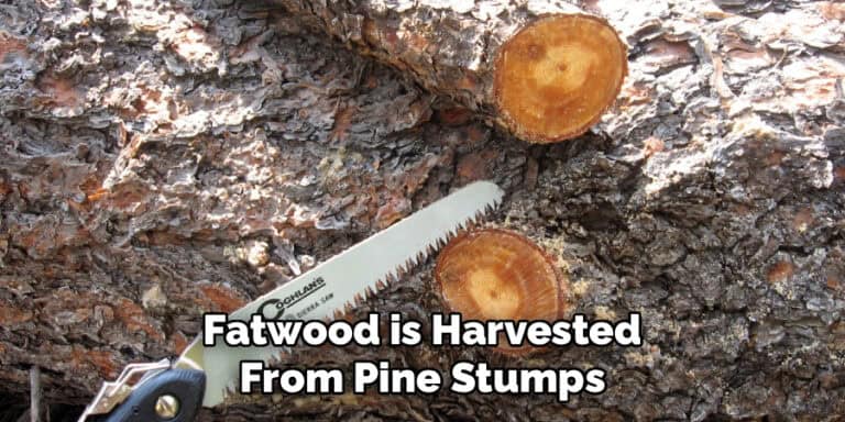 How to Find Fatwood | 10 Easy Methods (2025)