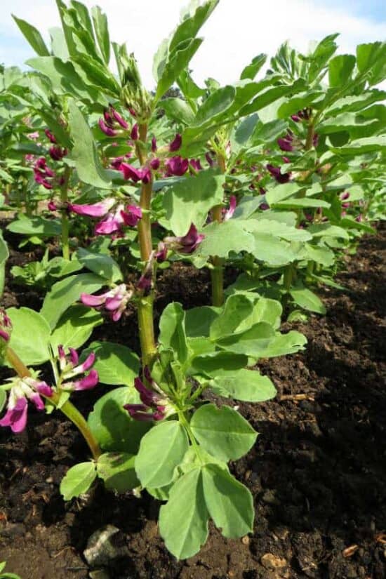 Grow broad beans - Richard Jackson Garden