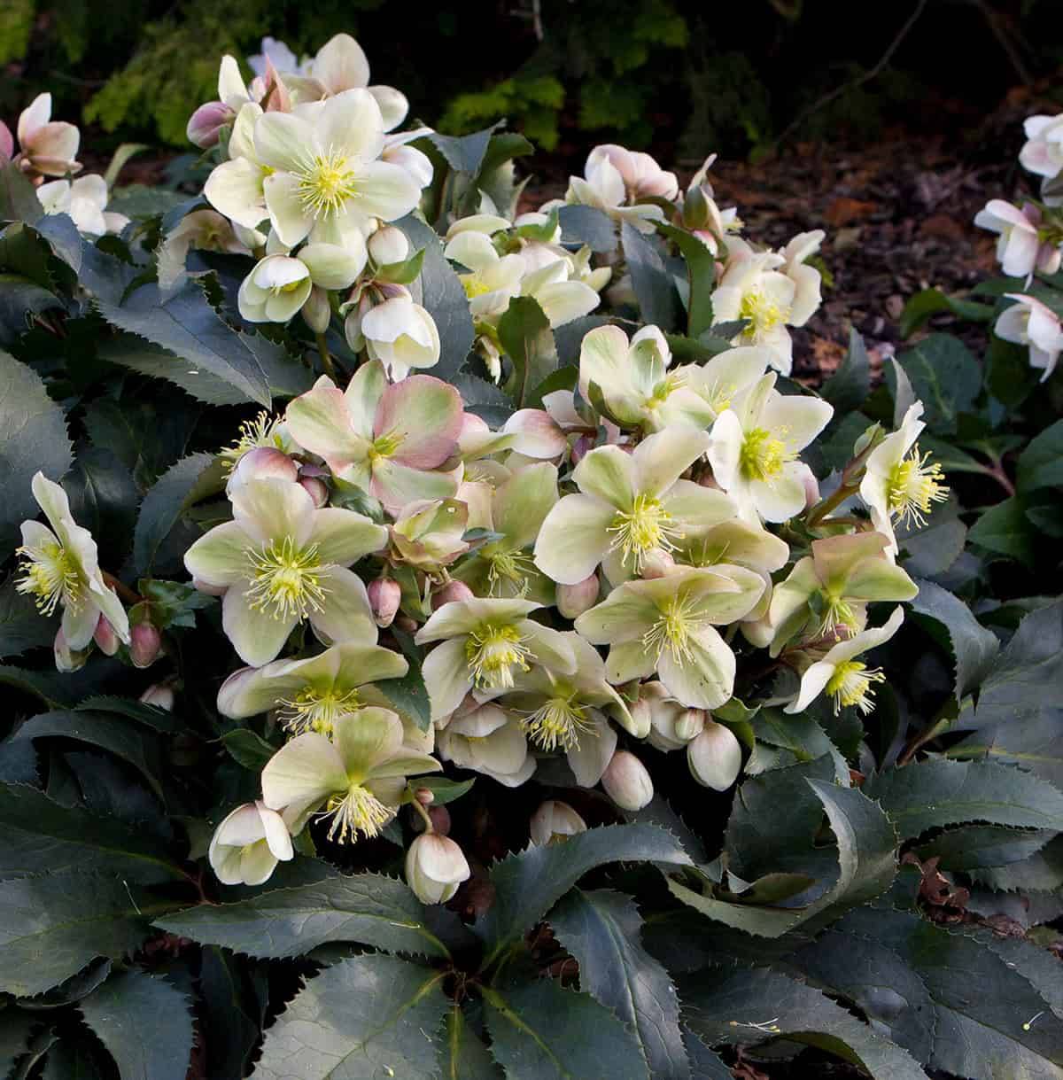 Grow garden hellebores - Richard Jackson Garden