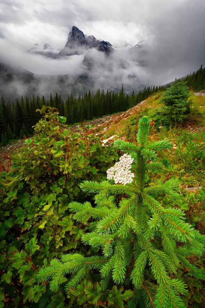 Mark Unrau Gallery - Rocky Mountain Photo Adventures