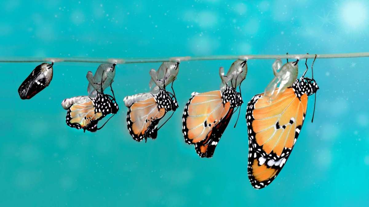 6 Stories of Childhood Metamorphosis and Transformation | BookTrib