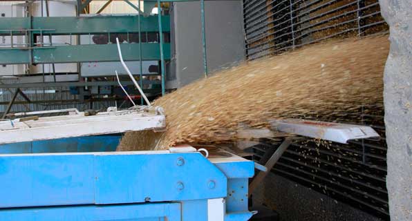 Circuito Productivo de la Harina de Trigo: Proceso Completo (2019)