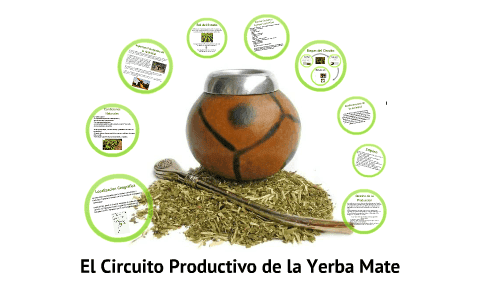 Circuito Productivo de la Yerba Mate: Etapas, Proceso y Características