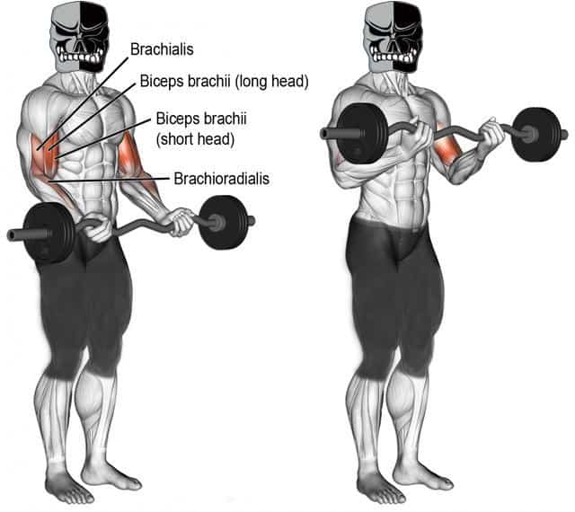 Ez Bar Reverse Curl Biceps Brachialis And Brachioradialis Exercise