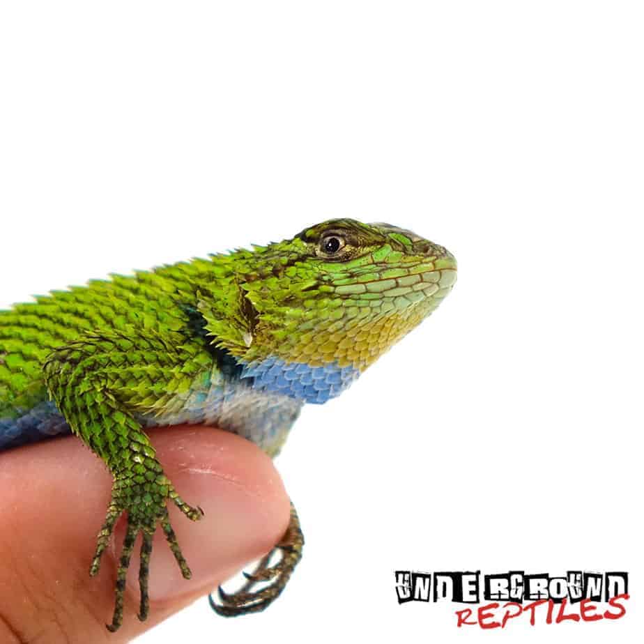 Emerald Swifts For Sale - Underground Reptiles