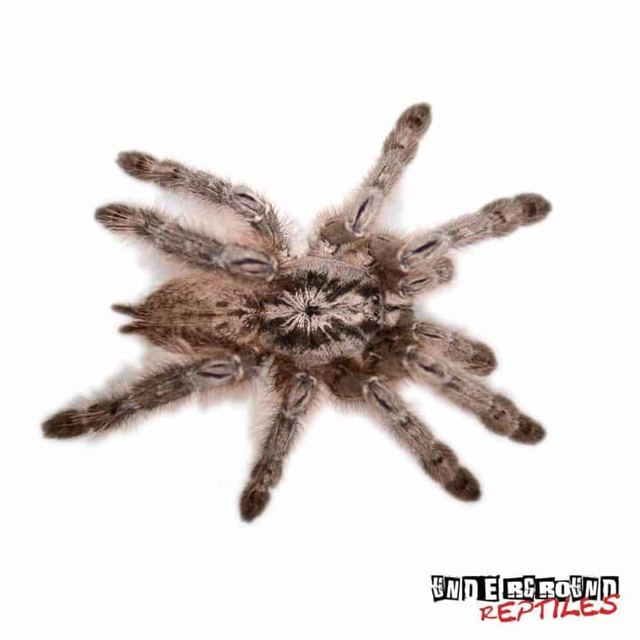 Featherleg Baboon Tarantula For Sale - Underground Reptiles