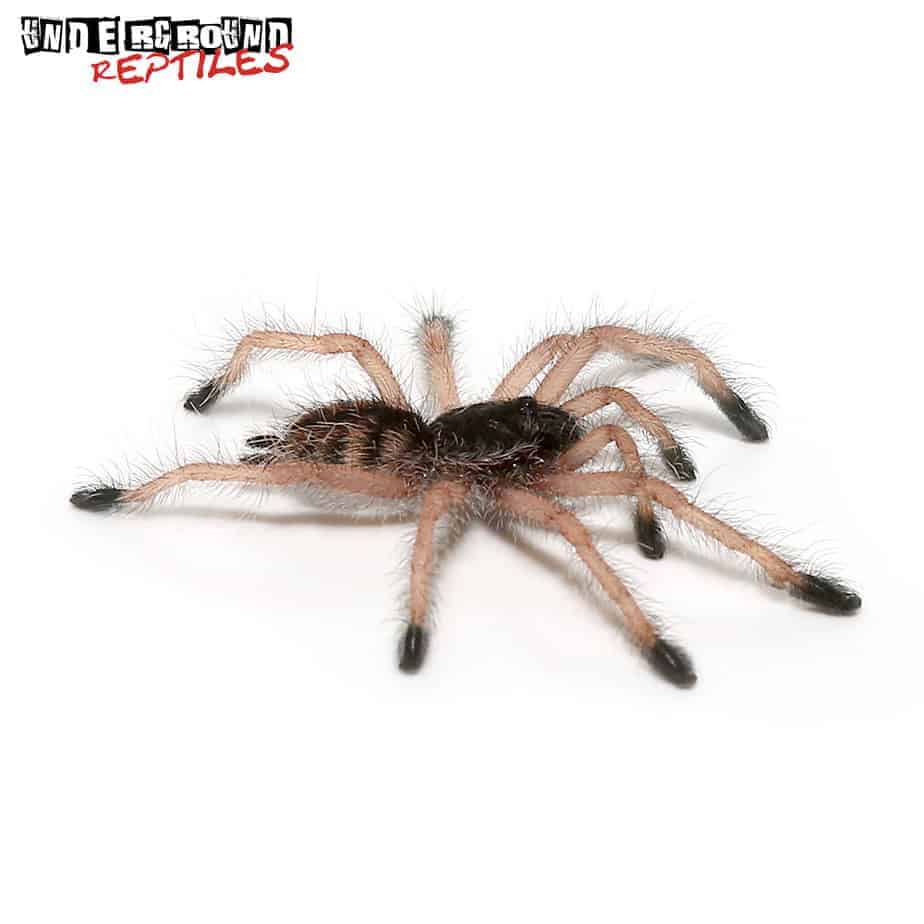 Peruvian Purple Pinktoe Tarantula - Underground Reptiles