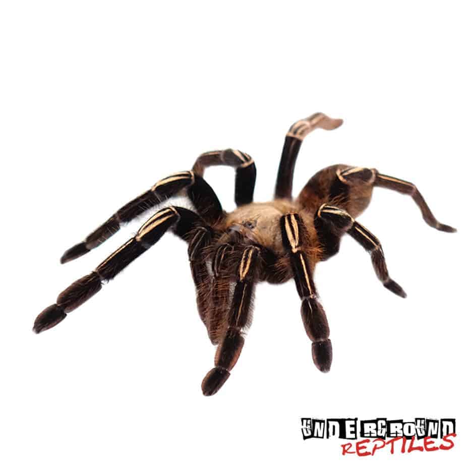 Skeleton Leg Tarantula - Underground Reptiles