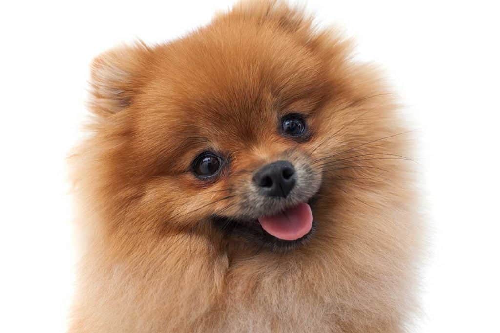 Quelles sont les races de chien les plus petites