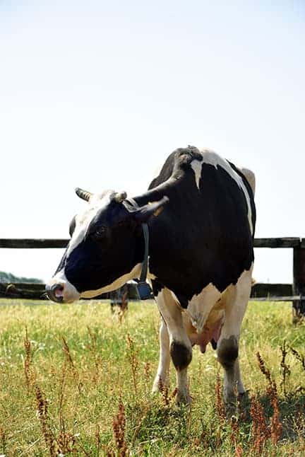 Gorgonzola Dolce DOP "L'Angelo" - Eredi Angelo Baruffaldi