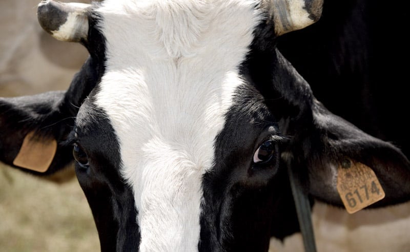 Gorgonzola DOP dolce e piccante, Mascarpone, PON - Eredi Angelo Baruffaldi