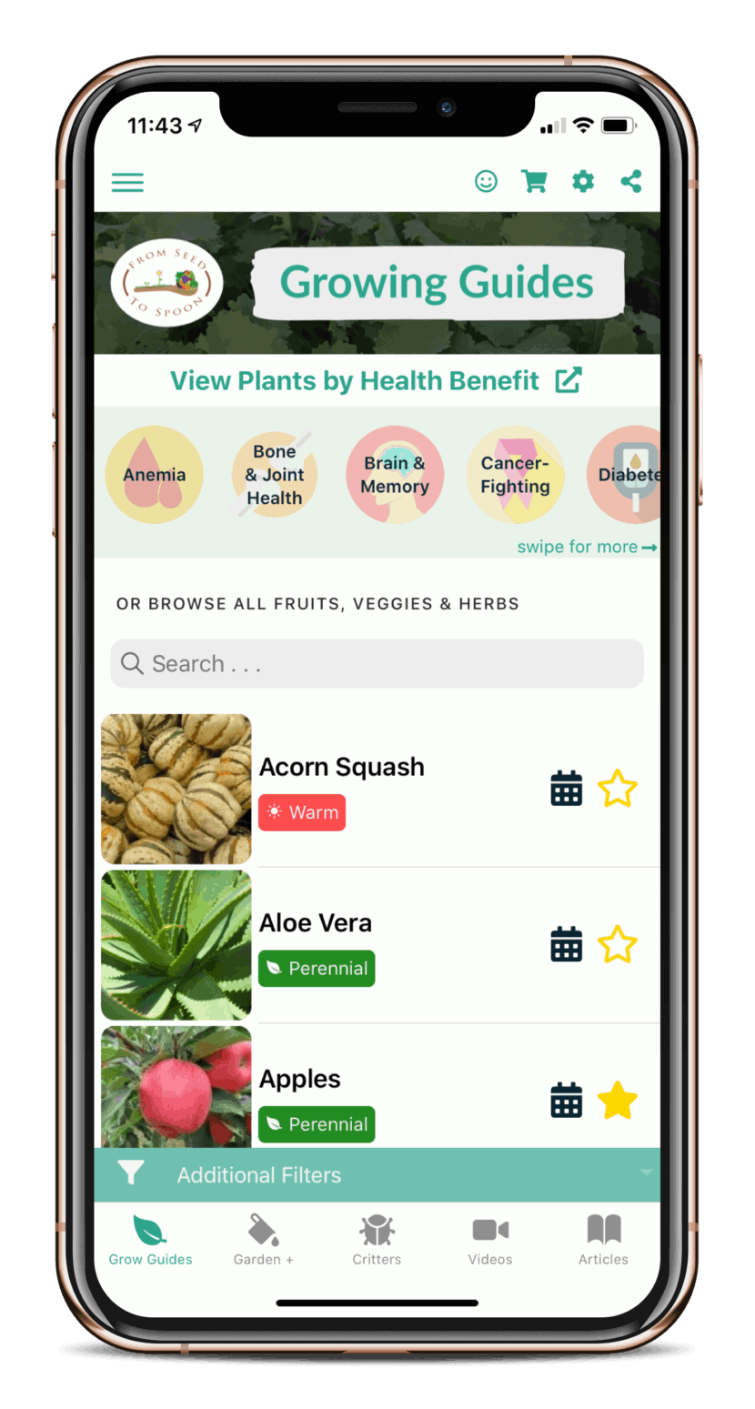 Strawberries: How to Grow and When to Plant in Your Backyard or Patio ...