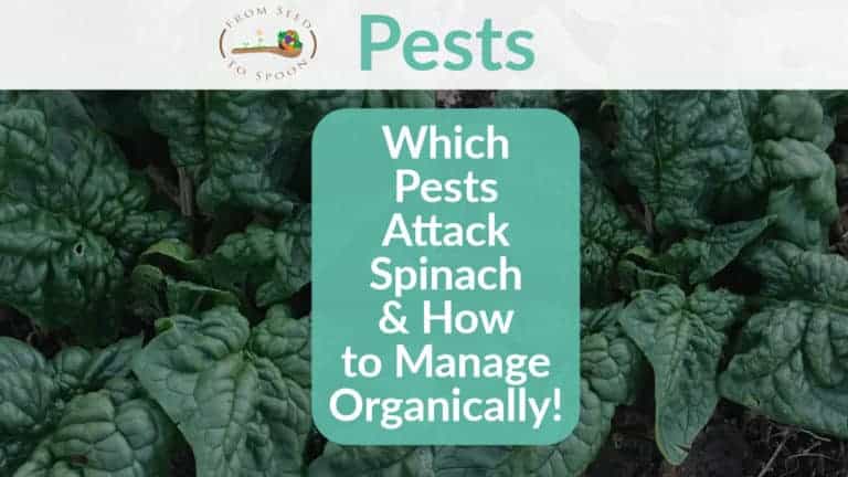 Which Pests Attack Spinach & How to Manage Organically! - From Seed to ...