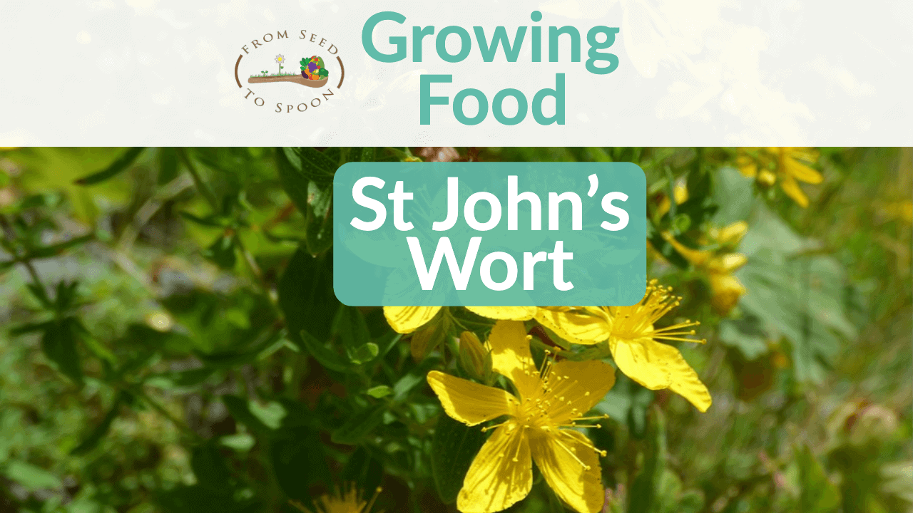 St John's Wort: How to Grow and When to Plant in Your Backyard or Patio ...