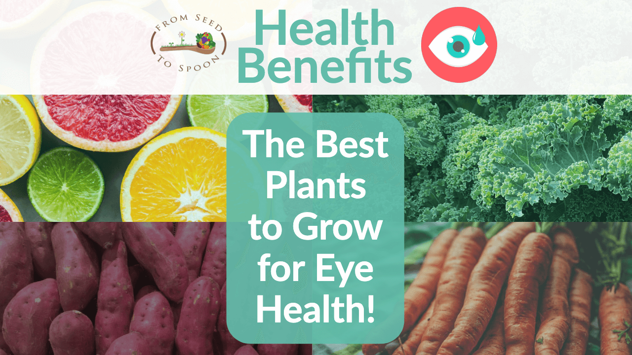 Top 5 Plants You Can Grow in Your Garden to Help Your Eyes - From Seed ...