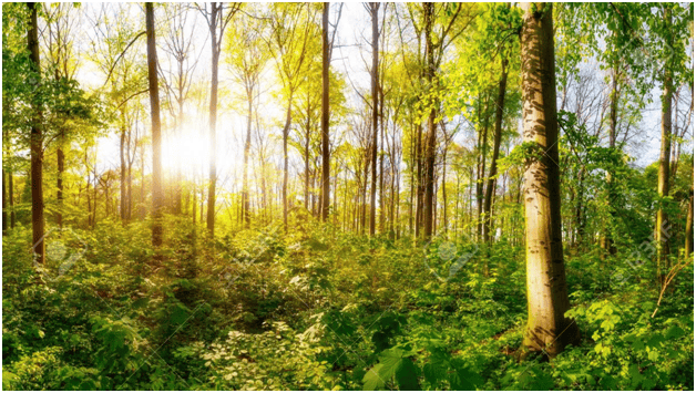 tropical deciduous forest example