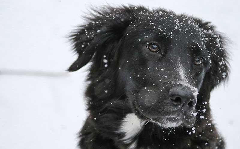 Zwarte Labrador Border Collie Mix Puppy Soorten En Kruisingen Van De