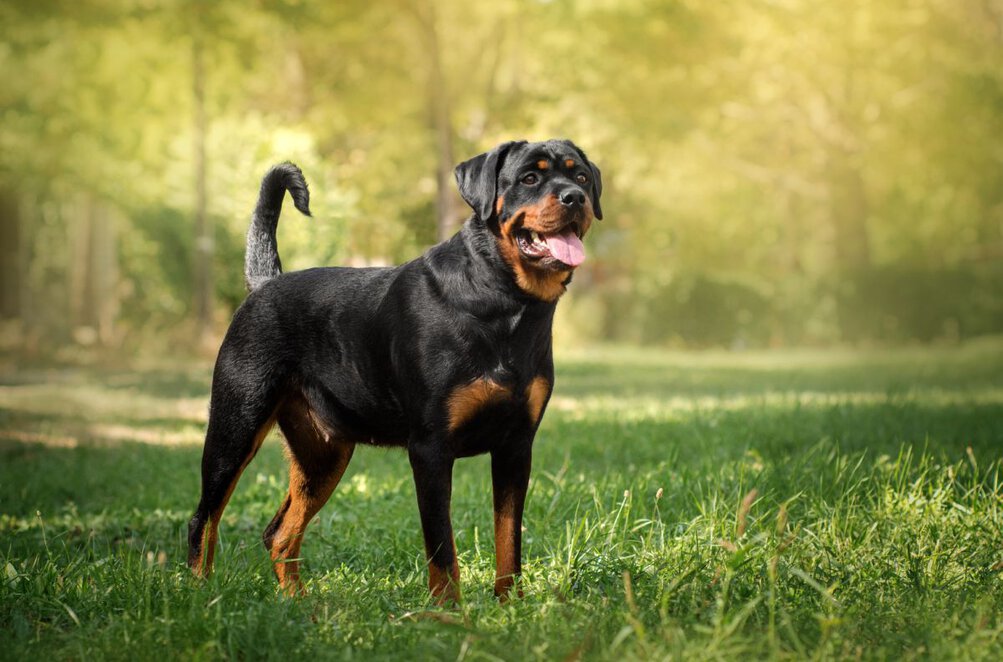 Sterkste Hond Ter Wereld Turkse Hondenrassen Zijn ´s Werelds Beste