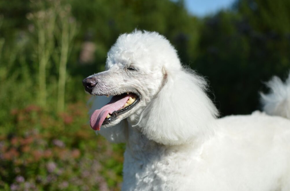 Gigantische Witte Hond